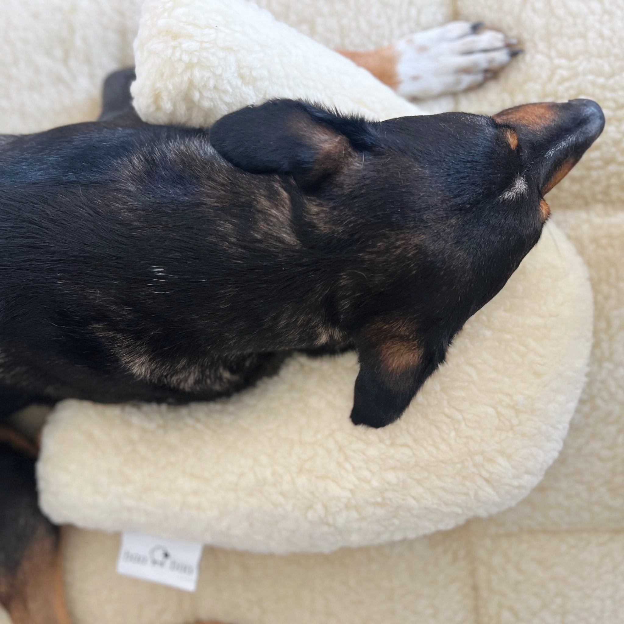 Wool Pet Calming Pillow – Baa Baa Products